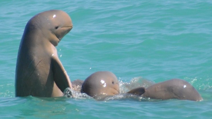 australian snubfin dolphin adaptations