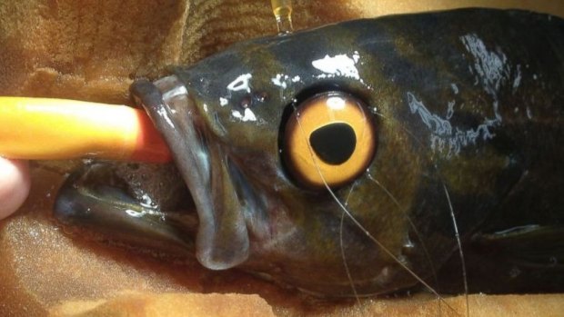 Fish gets fake eye to stop bullies