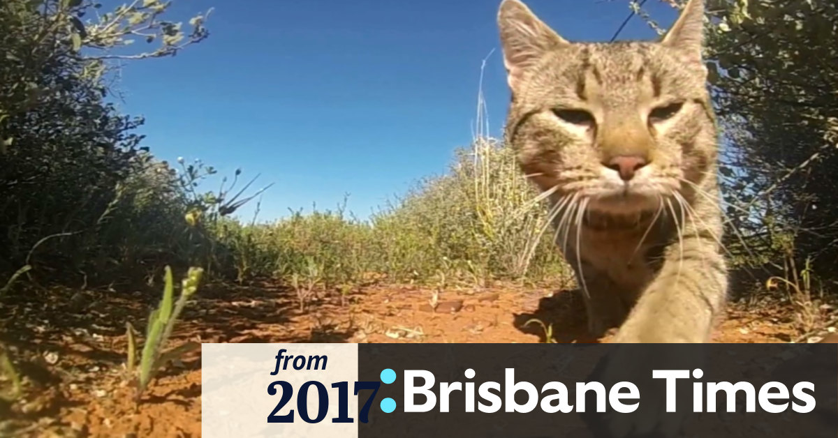 Australian feral cat population millions smaller than thought
