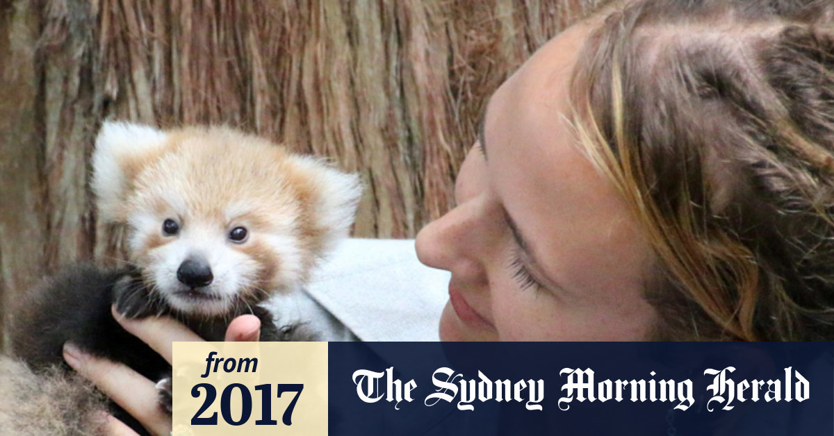 Taronga Zoo's red panda cub nursed back to help after neck injury