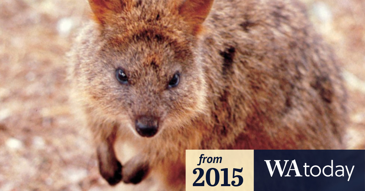 Hunt on for Rottnest Island quokka killers