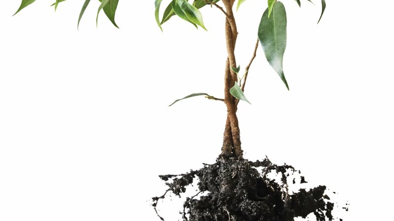 The secrets of successfully moving your plants