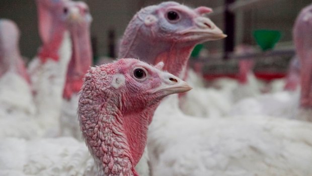 'Tis the season for compassion for all beings, including factory-farmed ...