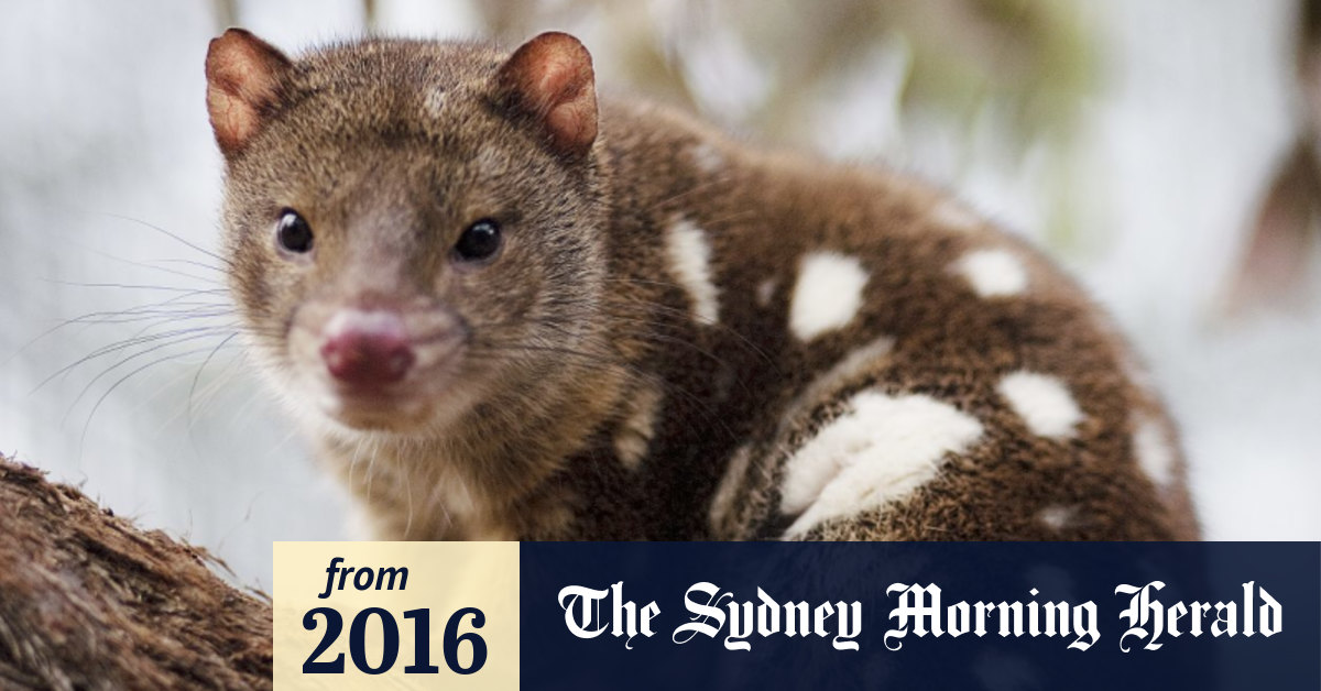 Hannie Rayson on her new play, Extinction: a plea for our endangered quoll