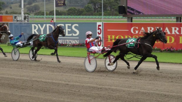 Softer Menangle track to make life easier for horses
