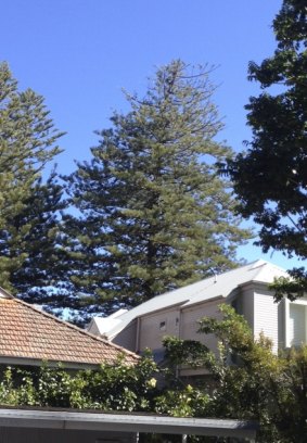 Tree-culling may have relied on out-of-date bushfire maps