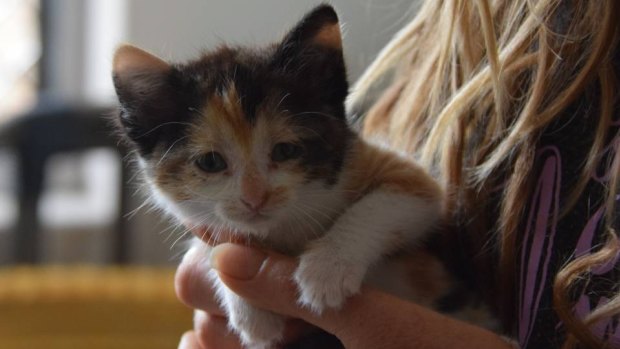 'As rare as they get': Wheatbelt's male tortoiseshell kitten seeking ...