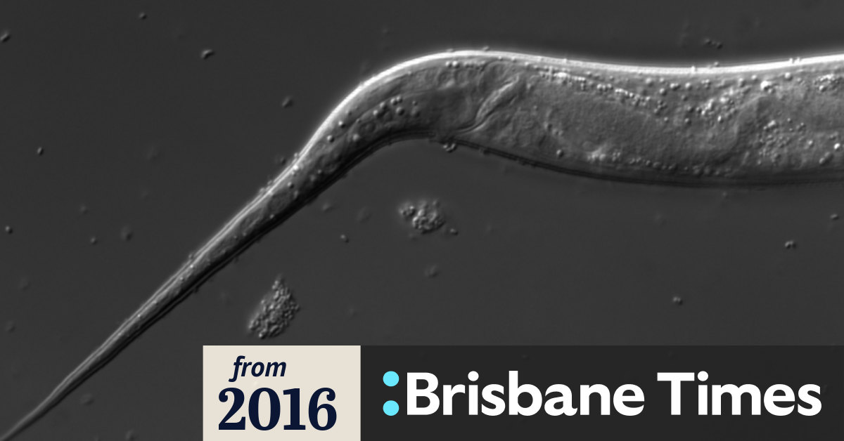 Tiny worms key to understanding nerve degeneration: research