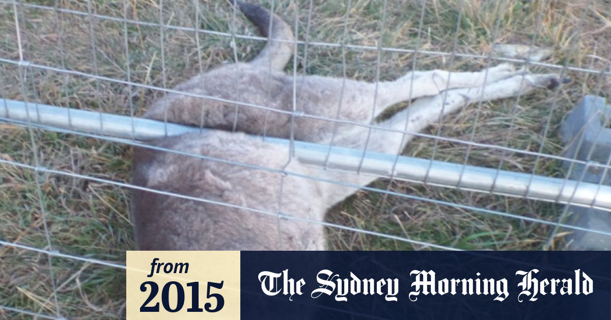 Photo of dead kangaroo at Crace 'staged' to look like gunshot