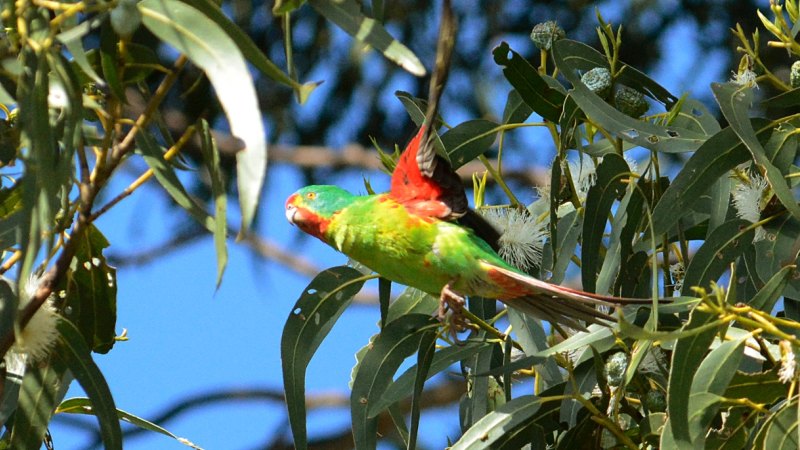 Swift parrot listed as critically endangered by conservation authority