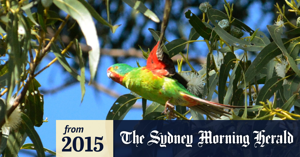 Swift parrot listed as critically endangered by conservation authority