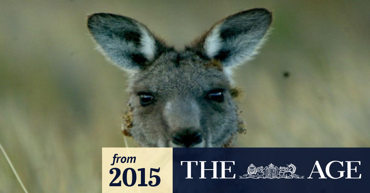 Shooters and Fishers want 'open season' kangaroo hunting