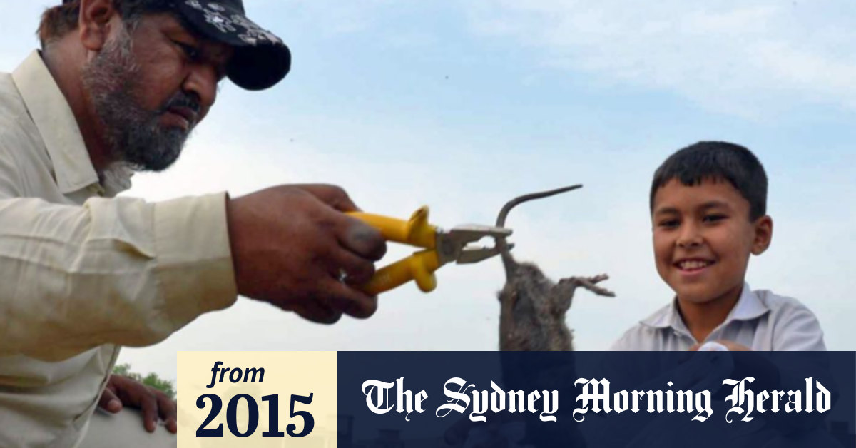 The rat-hunter: One man's fight against the giant rodents of Peshawar ...