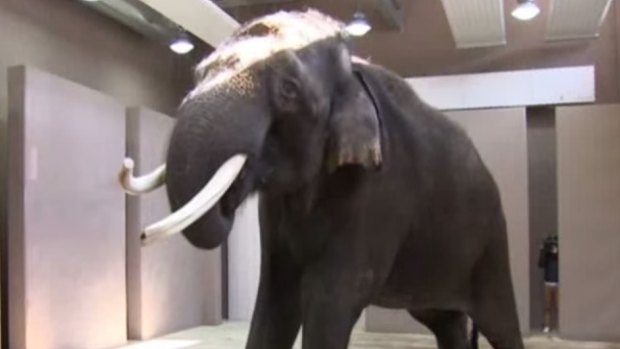 Korean words, straight from the elephant's mouth