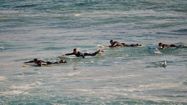 Trigg Beach closed, shark gear set after more than 60 sightings
