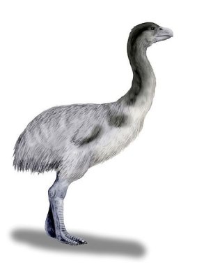 Australia's megafauna wiped out by humans, research finds