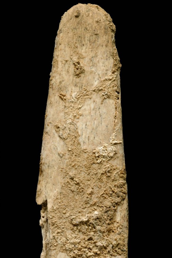 Belgian Neanderthals 'ate each other' and made tools from human bones