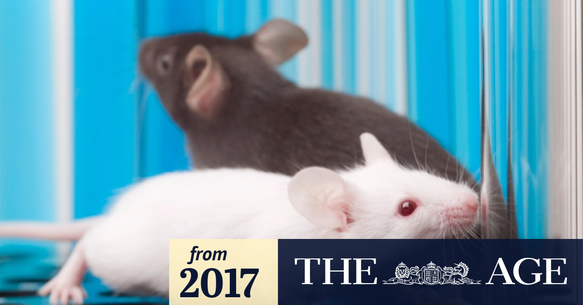 Mouse farm fears: Neighbours object to suburban rodent-breeding proposal