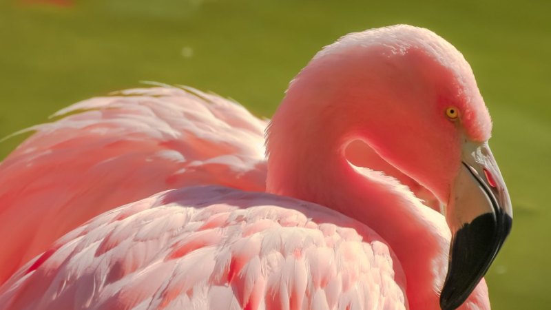 How flamingos can sleep while standing on one leg