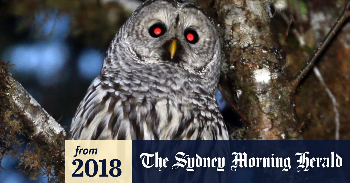 US court allows experiment to kill owls to save other owls