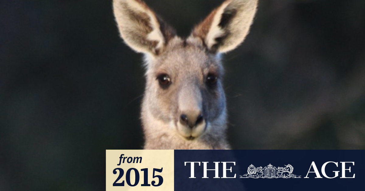 Search underway for kangaroo shot in head with arrow
