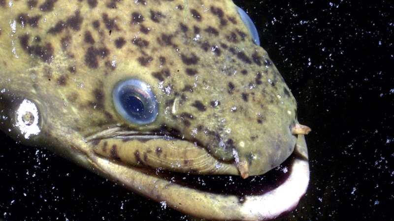Electric eels use an astonishing science trick to double zap large prey