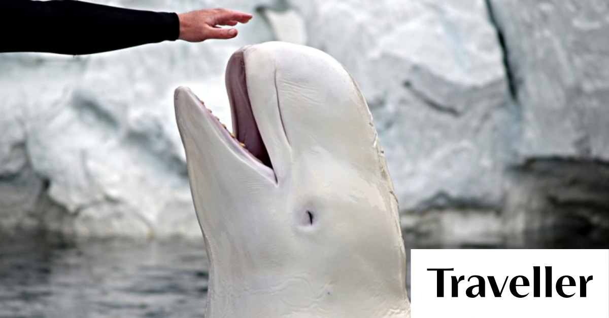 Churchill, Canada: The only place in the world where you can kiss a beluga