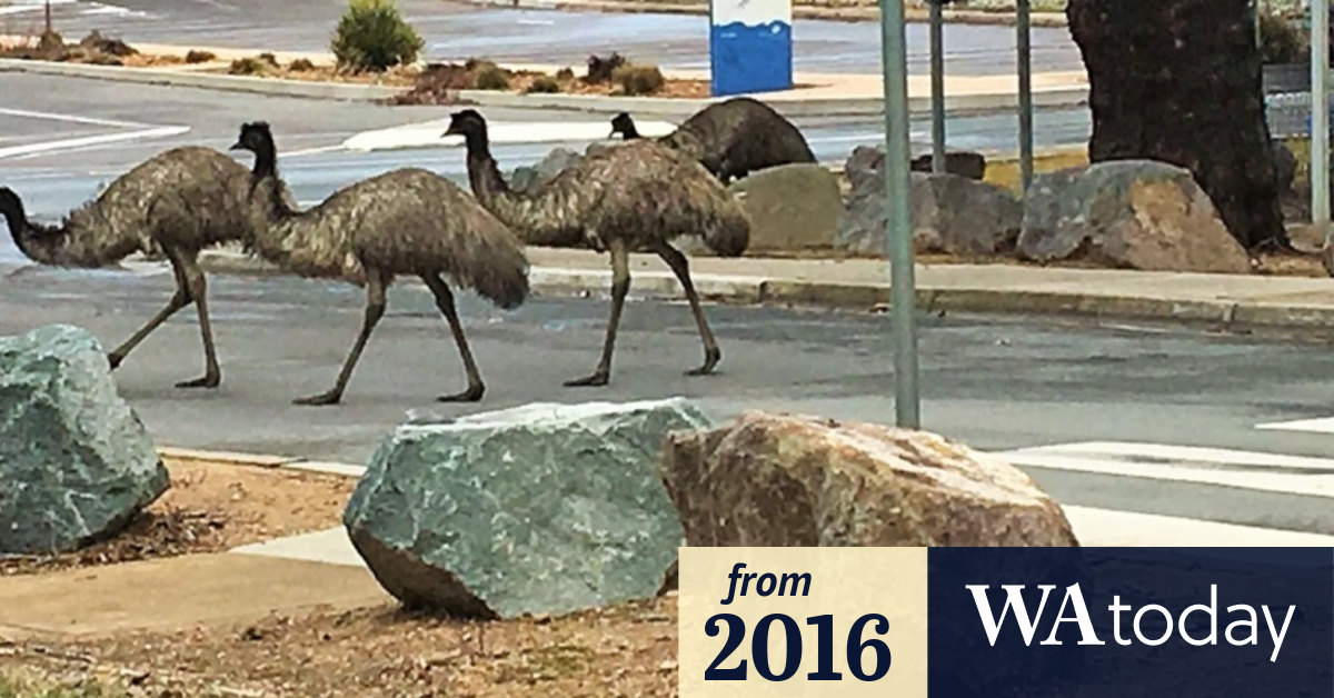 A more sedate emu parade