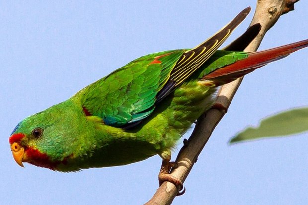 Swift parrot rapidly winging towards extinction