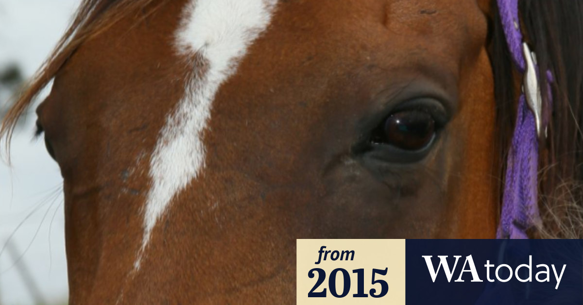 Man injured in horse accident