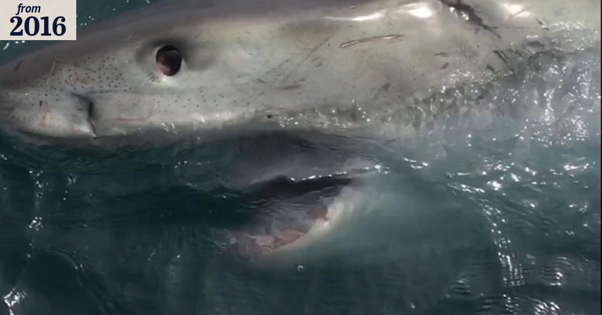 Fisherman has 'serious hand injury' after bite from 1.5m shark off ...
