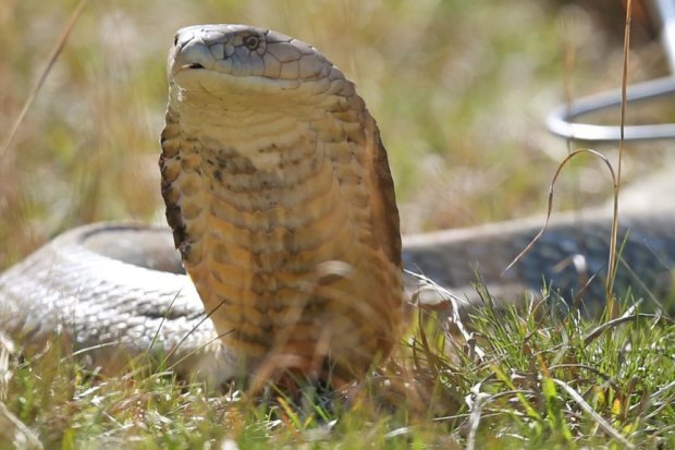 Cobras bond in bizarre mating ritual