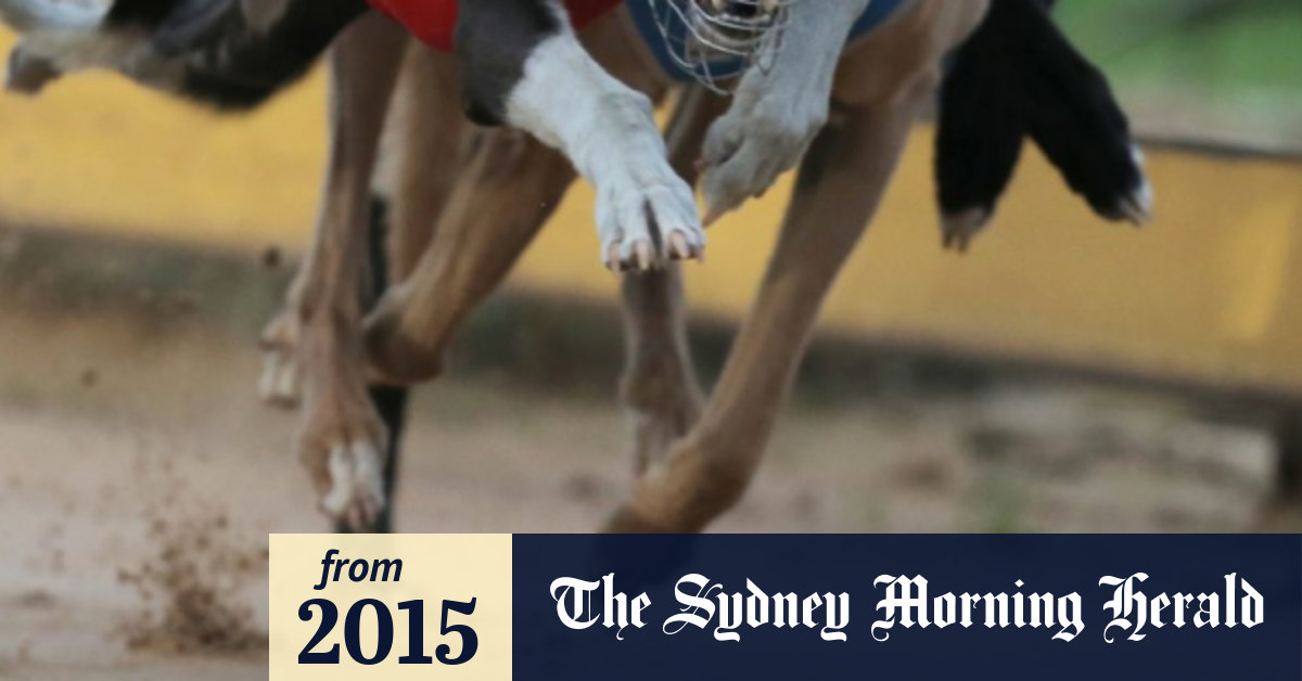 Greyhound Racing NSW stands down five over live baiting allegations