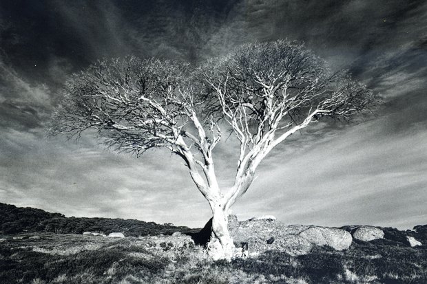 Photographer Richard White explores Australia's High Country in his new ...