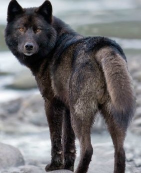 Protections rejected for Alexander Archipelago wolf in Alaska despite ...