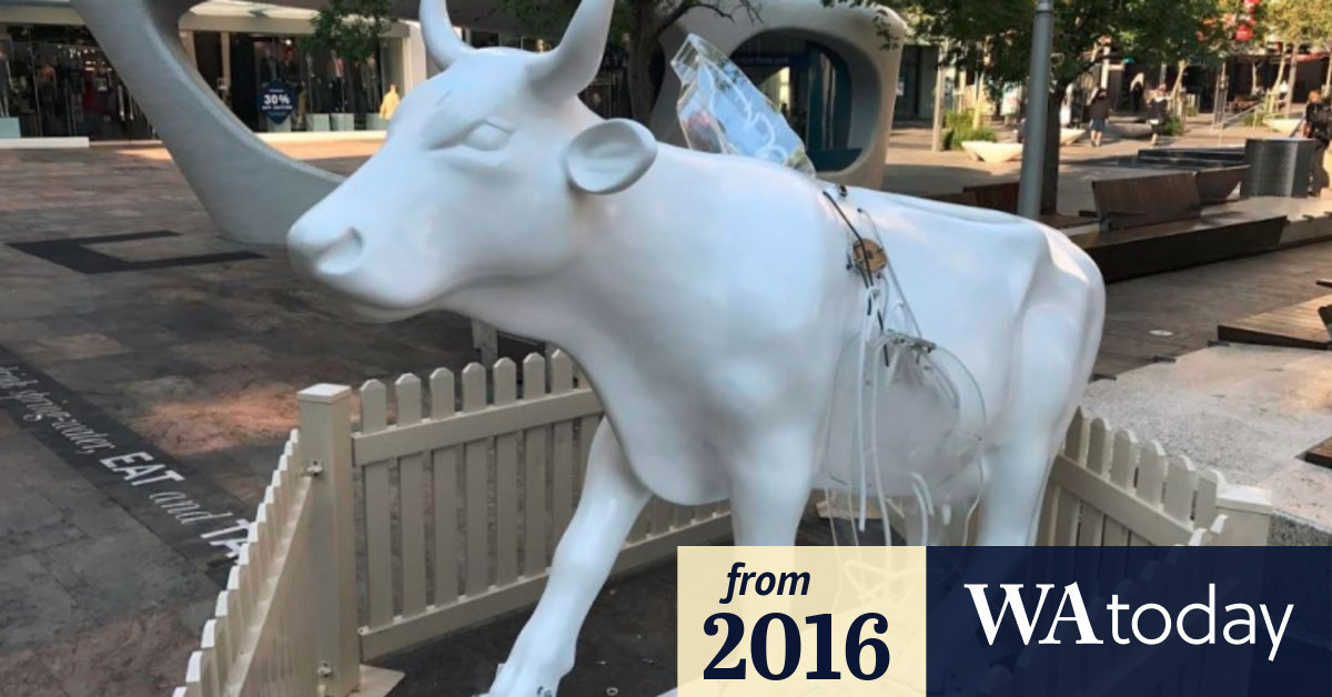 Udder disaster: statue vandalised just days into Perth's CowParade