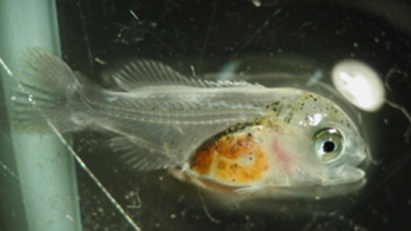 Recfishwest asks public for help restocking pink snapper fish in Perth ...