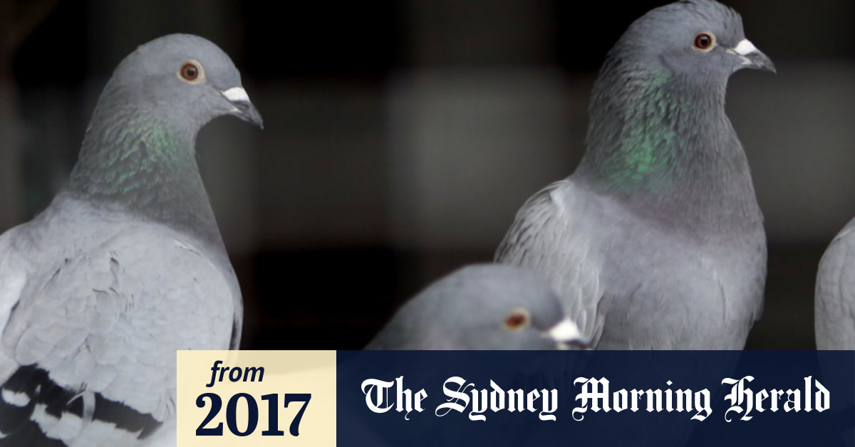 Pigeons' brains might be tiny but Einstein would be impressed