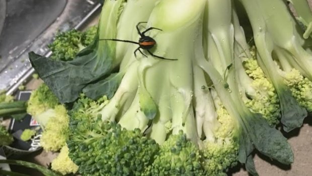 Woolworths withdraws broccoli batch after reports of redback spiders