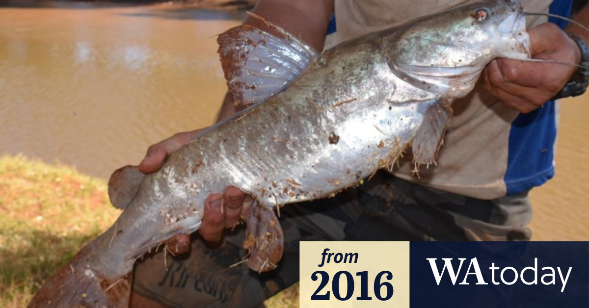 Game of catfish and mouse in Pilbara river