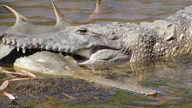 Amazing photos highlight dangerous life of Kimberley sawfish