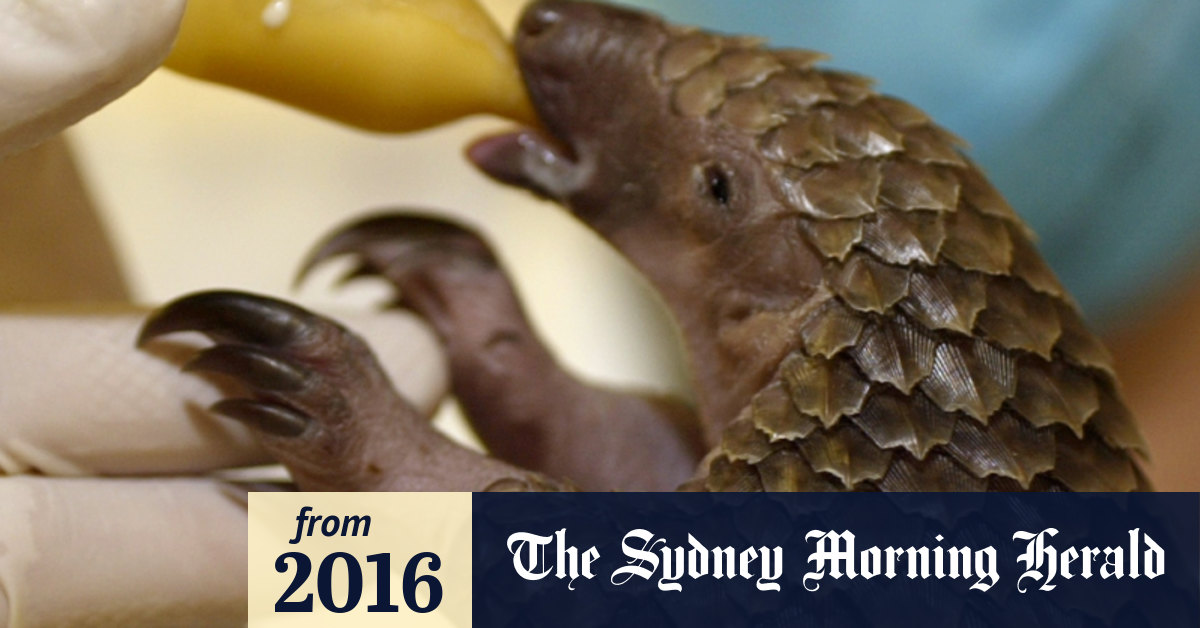 Meet the pangolin, the most poached mammal in the world