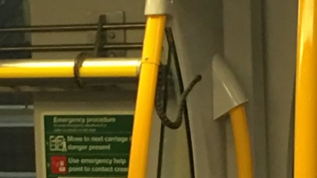 Snake on a train: Stunned passengers find reptile on carriage south of ...
