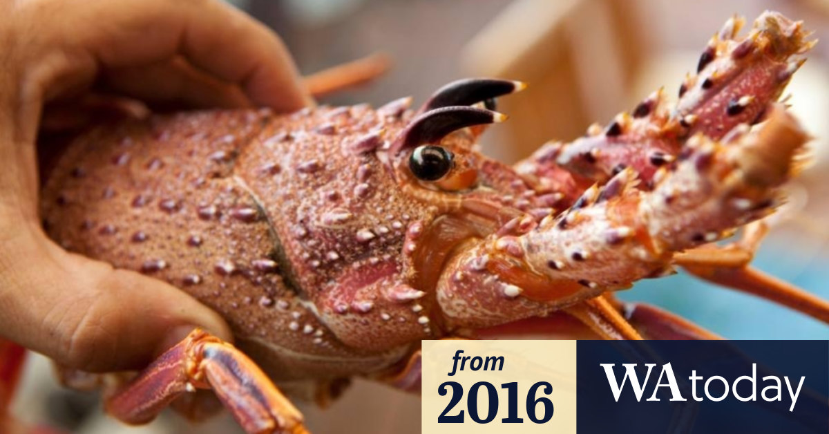 Eight tonnes of WA lobster to hit local markets just in time for Christmas