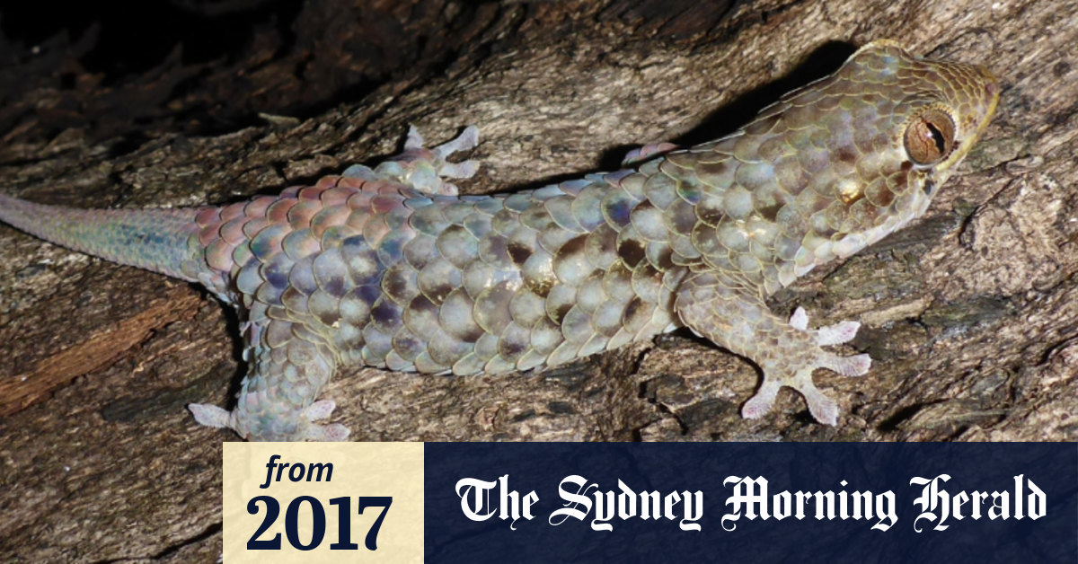 Newly discovered gecko has a quick-release mechanism for escaping predators