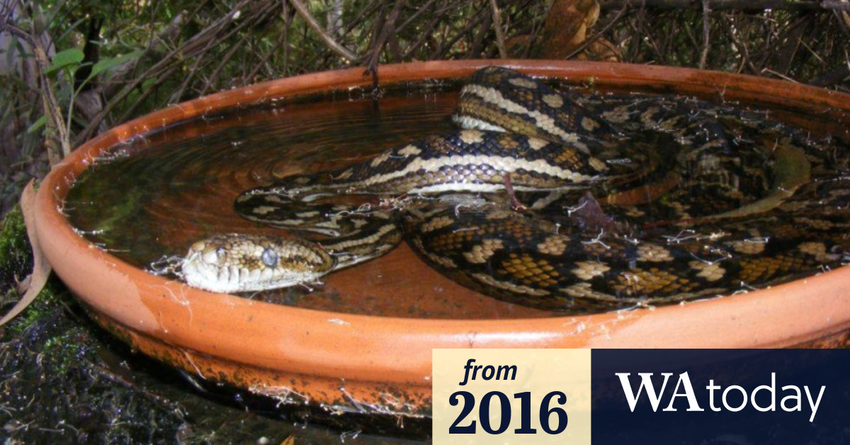 Snake hangs out in Perth man's bird bath for a week