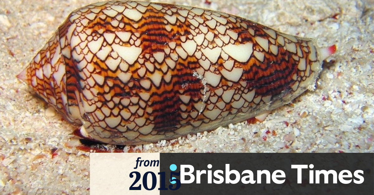 Cone snail sting left man 'convulsing in pain'