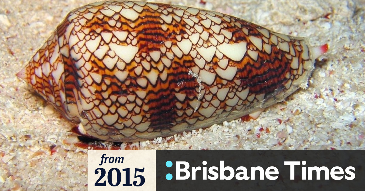 Cone snail sting left man 'convulsing in pain'