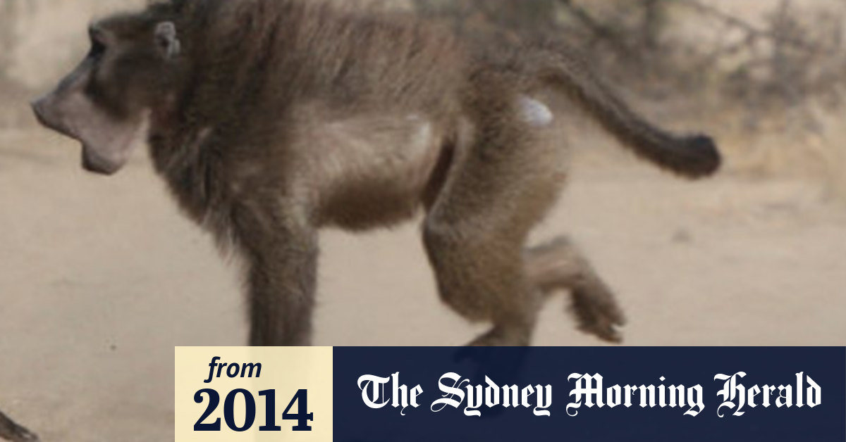 Shirley Strum finds olive baboons thriving in Kenya on prickly pear