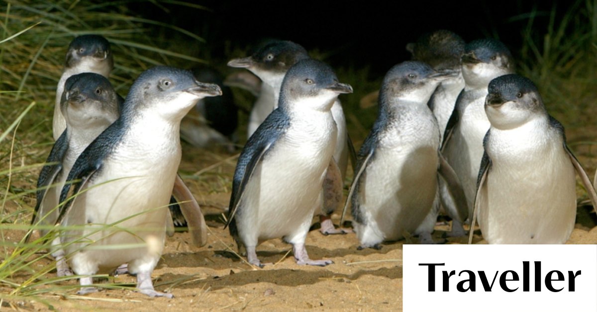Phillip Island, Victoria things to do: Penguins just one of the attractions